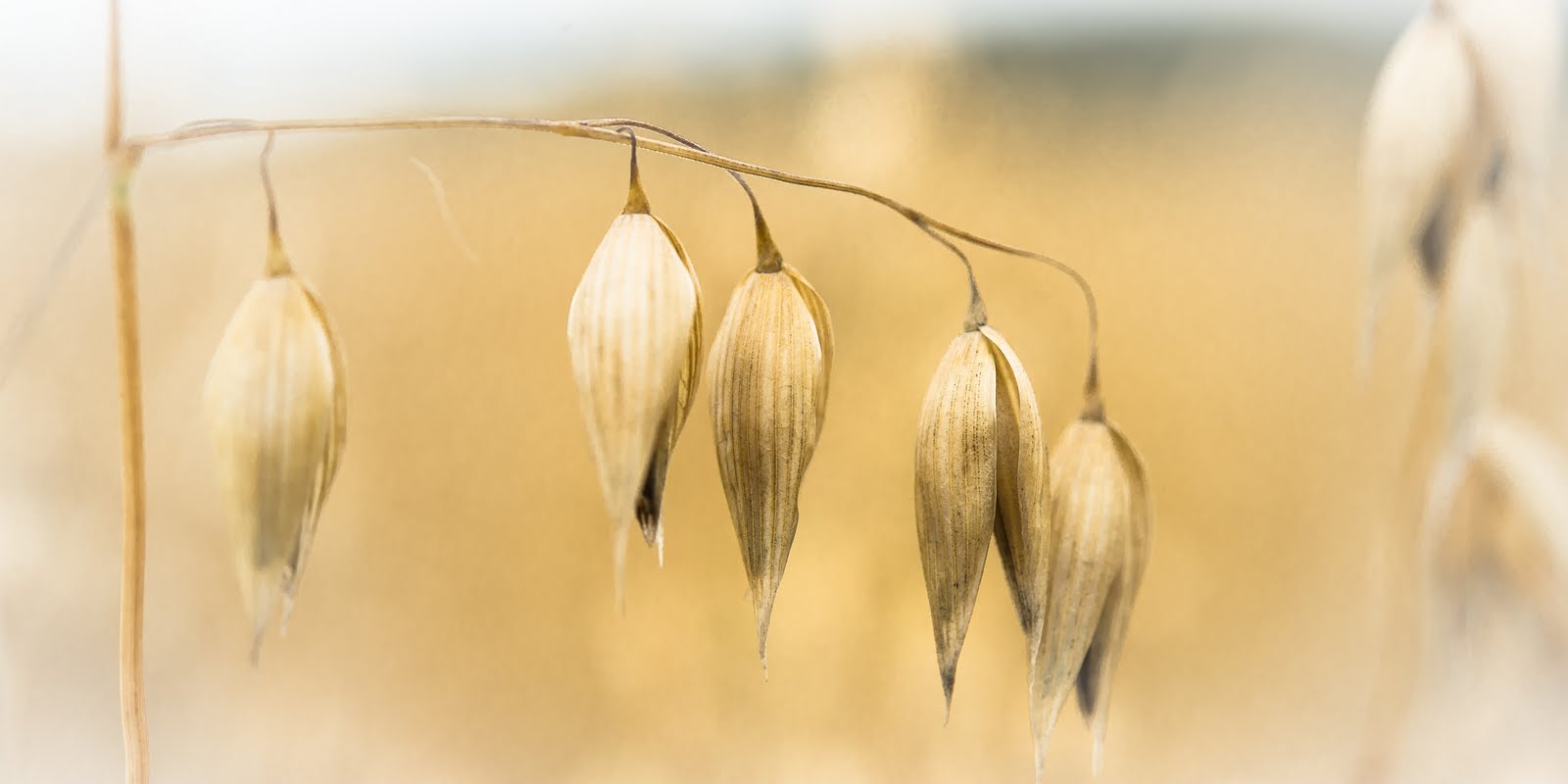 Information in English - Debio