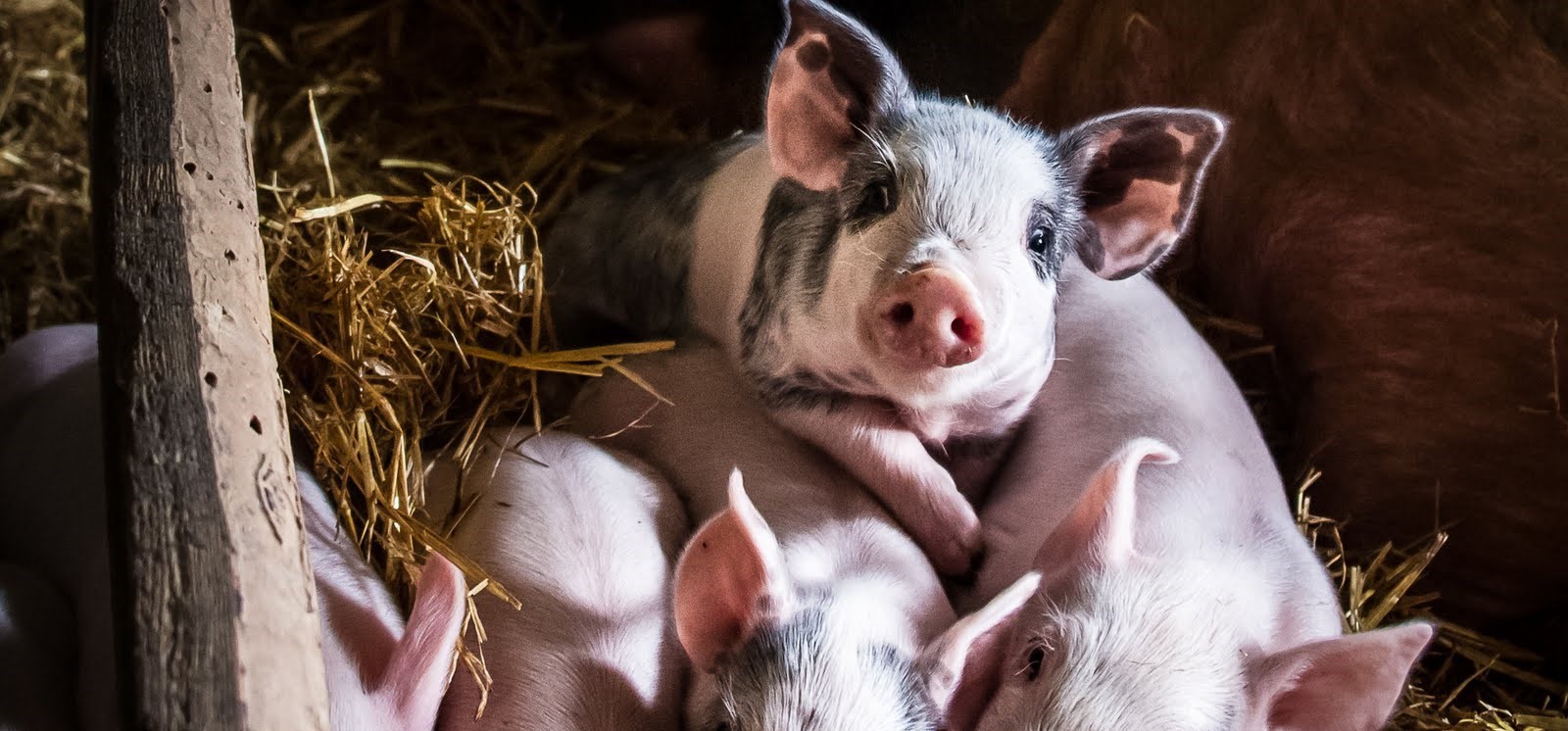 Risikovurdering: Rapportering til Debio - Debio