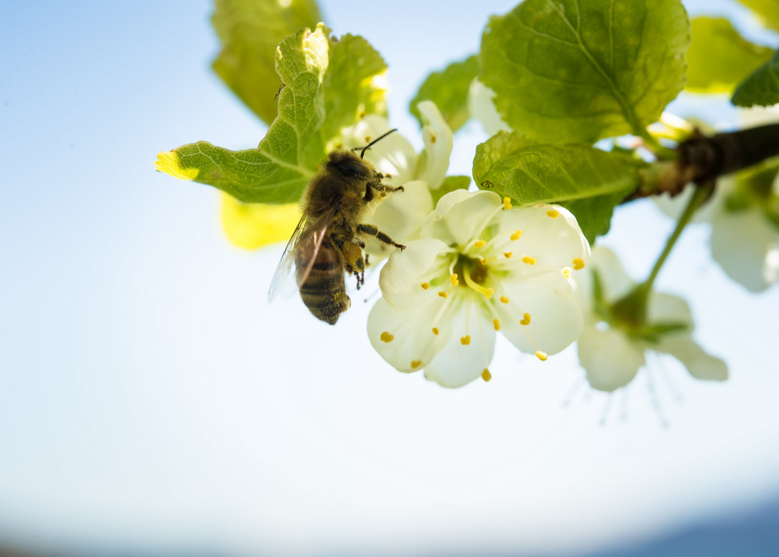 Debios årsmøte 2024 - Debio